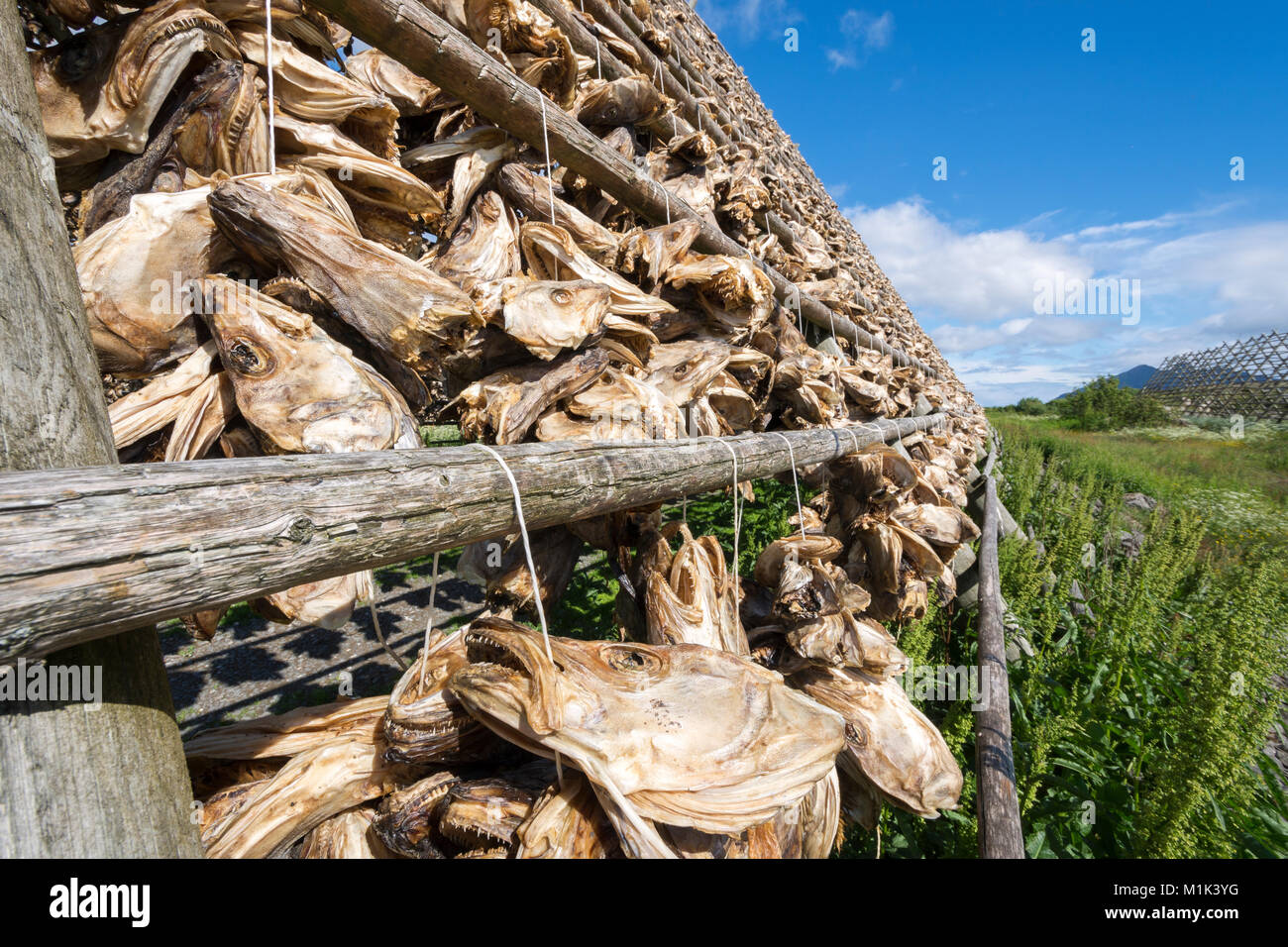 Fish head drying racks hi-res stock photography and images - Alamy
