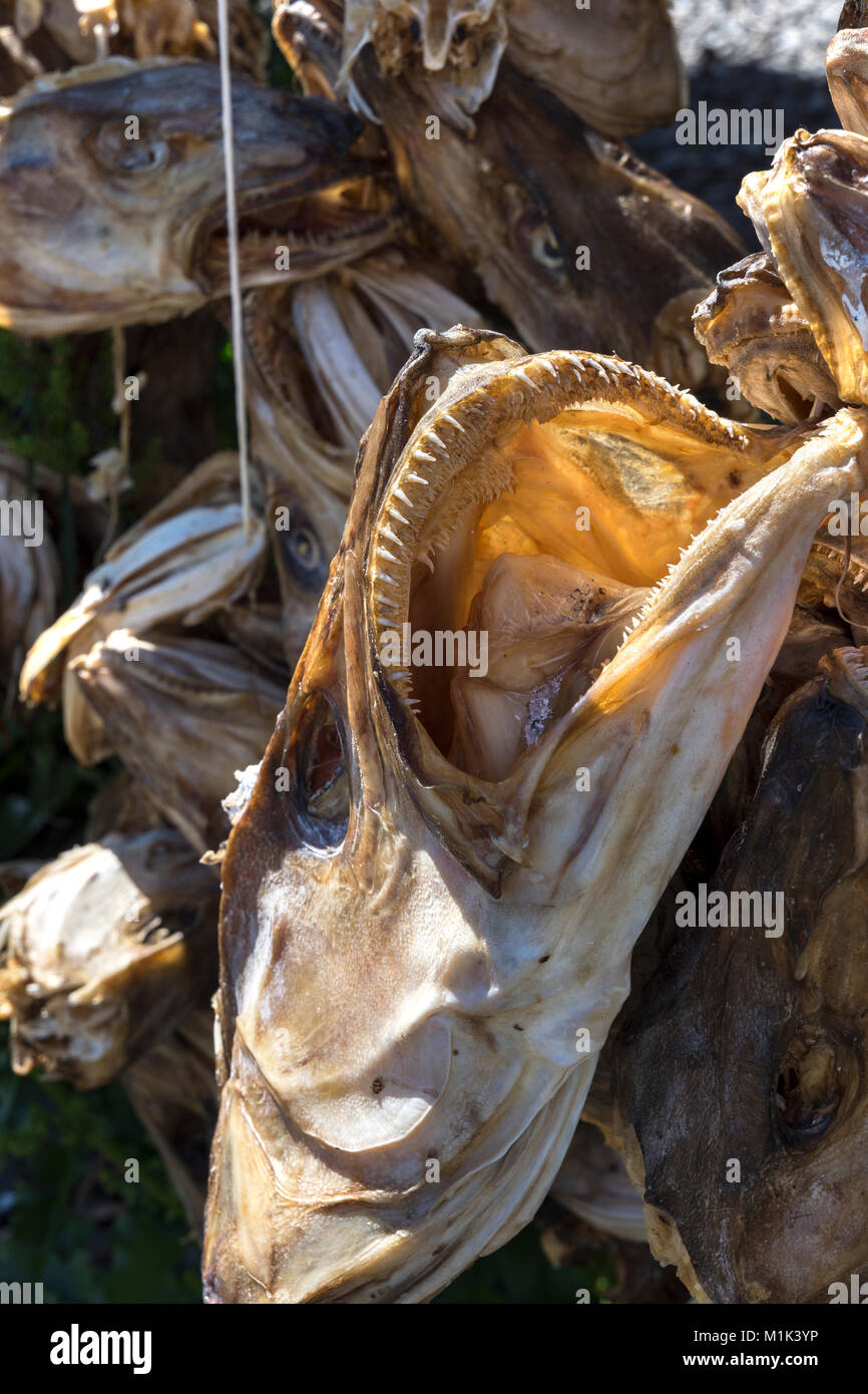 Fish head drying racks hi-res stock photography and images - Alamy