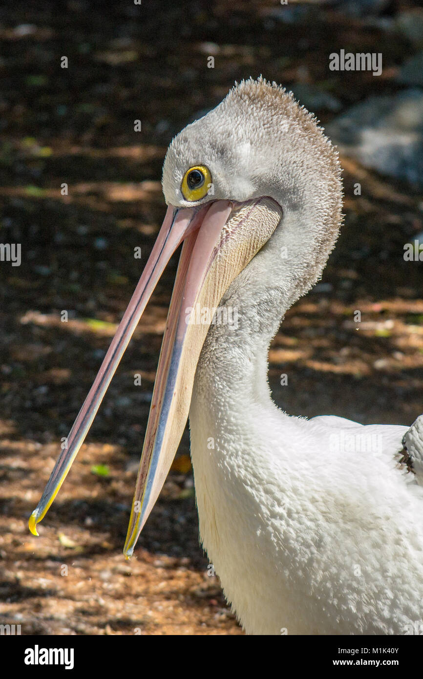 Pelican open mouth hi-res stock photography and images - Alamy