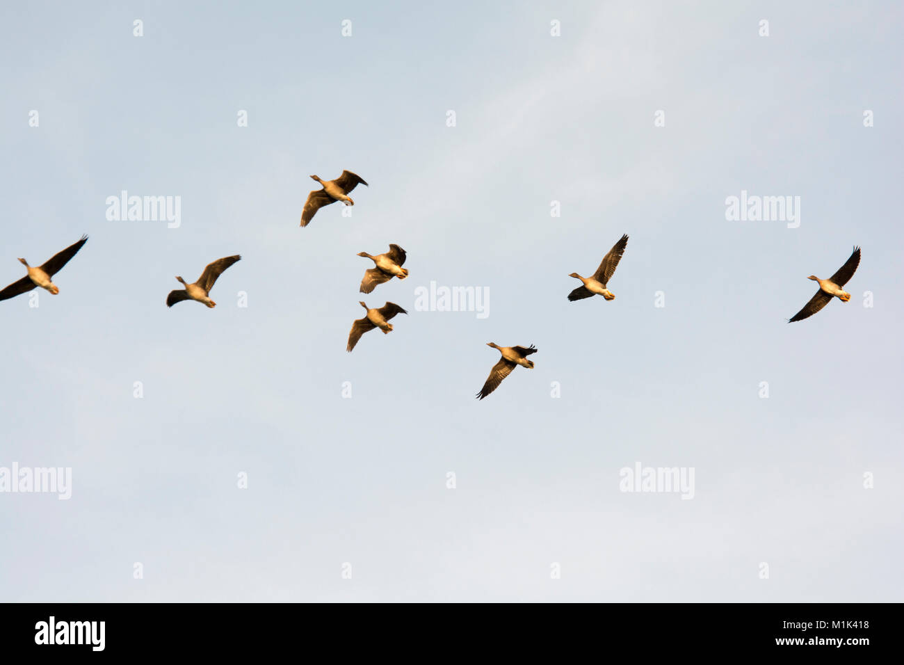 Flying taiga bean geese hi-res stock photography and images - Alamy