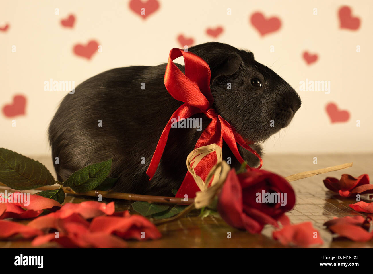 Guinea Pig on Valentine's Day Stock Photo - Alamy
