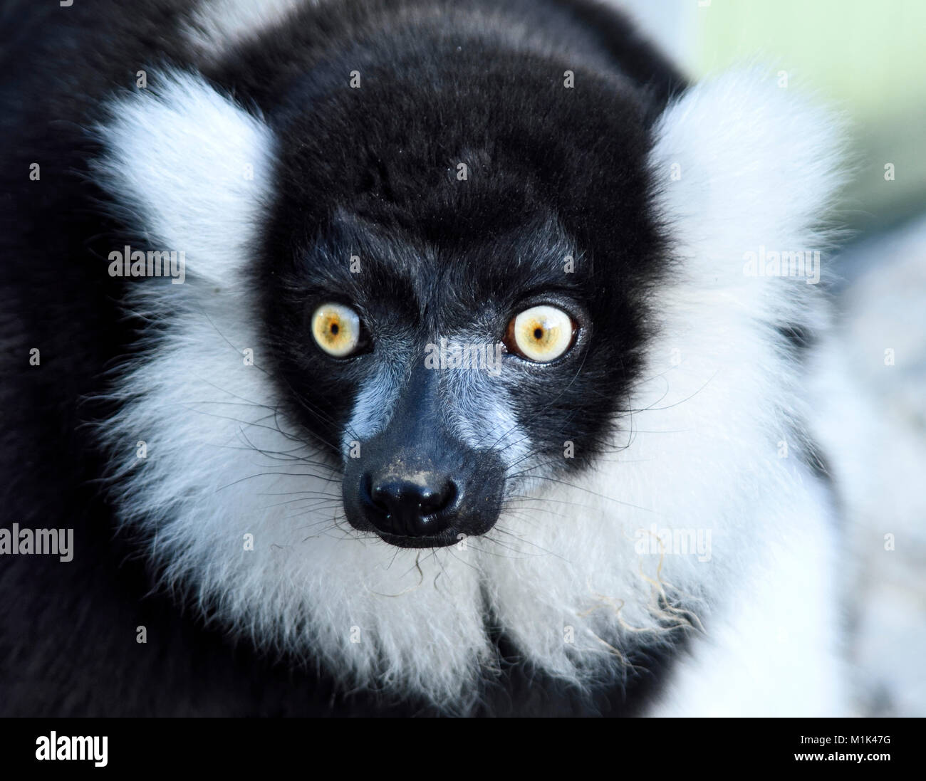 Beautiful black and white lemur, staring ape. Madagascar lemur Stock ...