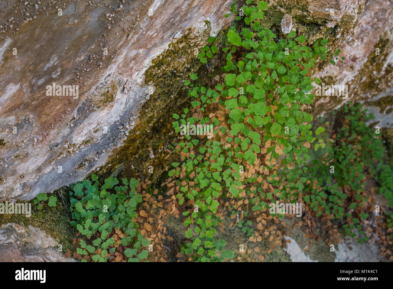 Southern Maidenhair Fern, Adiantum capillus-veneris, growing in a shady ...