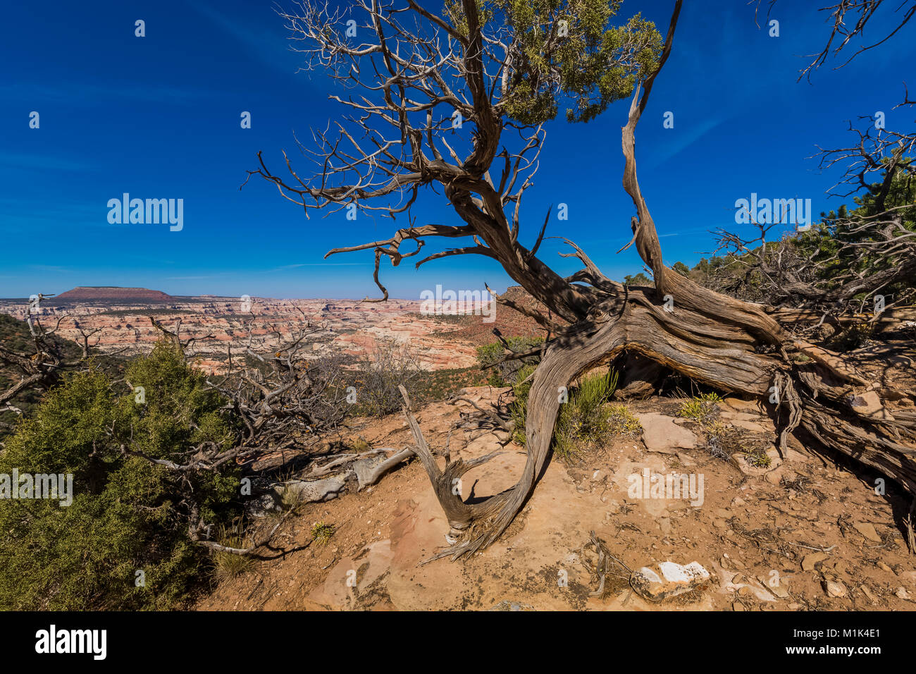 Juniper osteosperma needles hi-res stock photography and images - Alamy