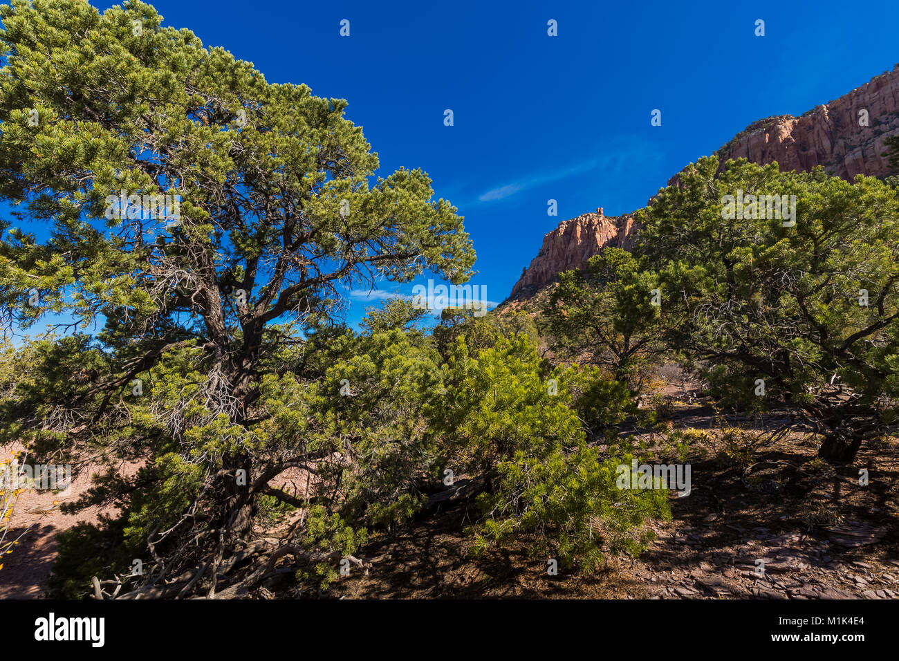 Pinyon Pine Pinus Edulis High Resolution Stock Photography and Images ...