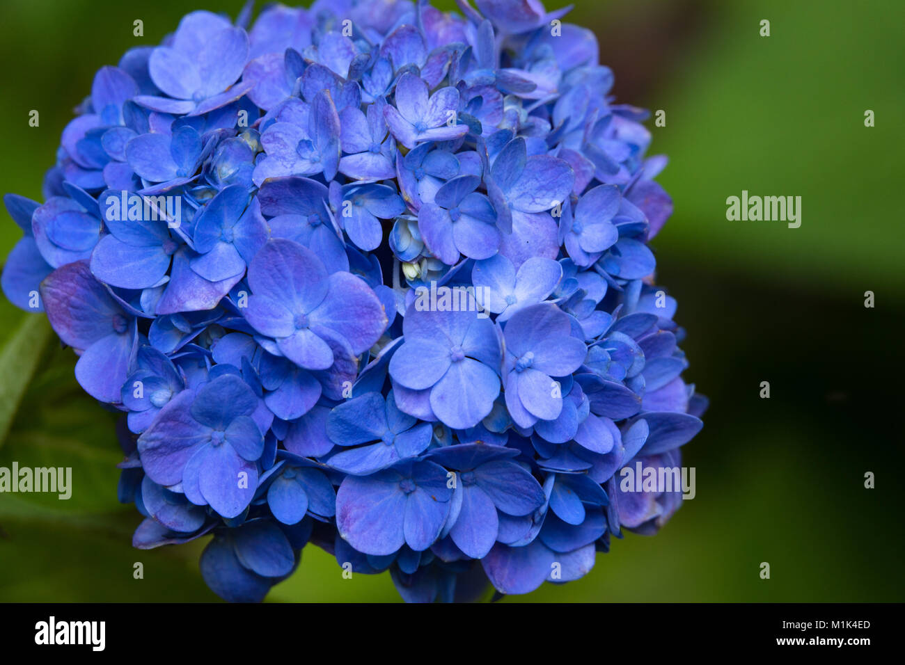 Hydrangea flowers on backyard bushes Stock Photo - Alamy