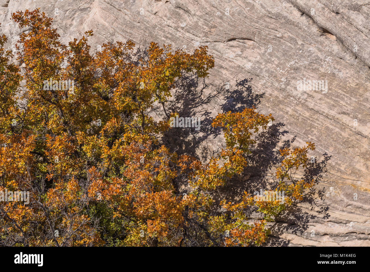 Gambel oak hi-res stock photography and images - Alamy