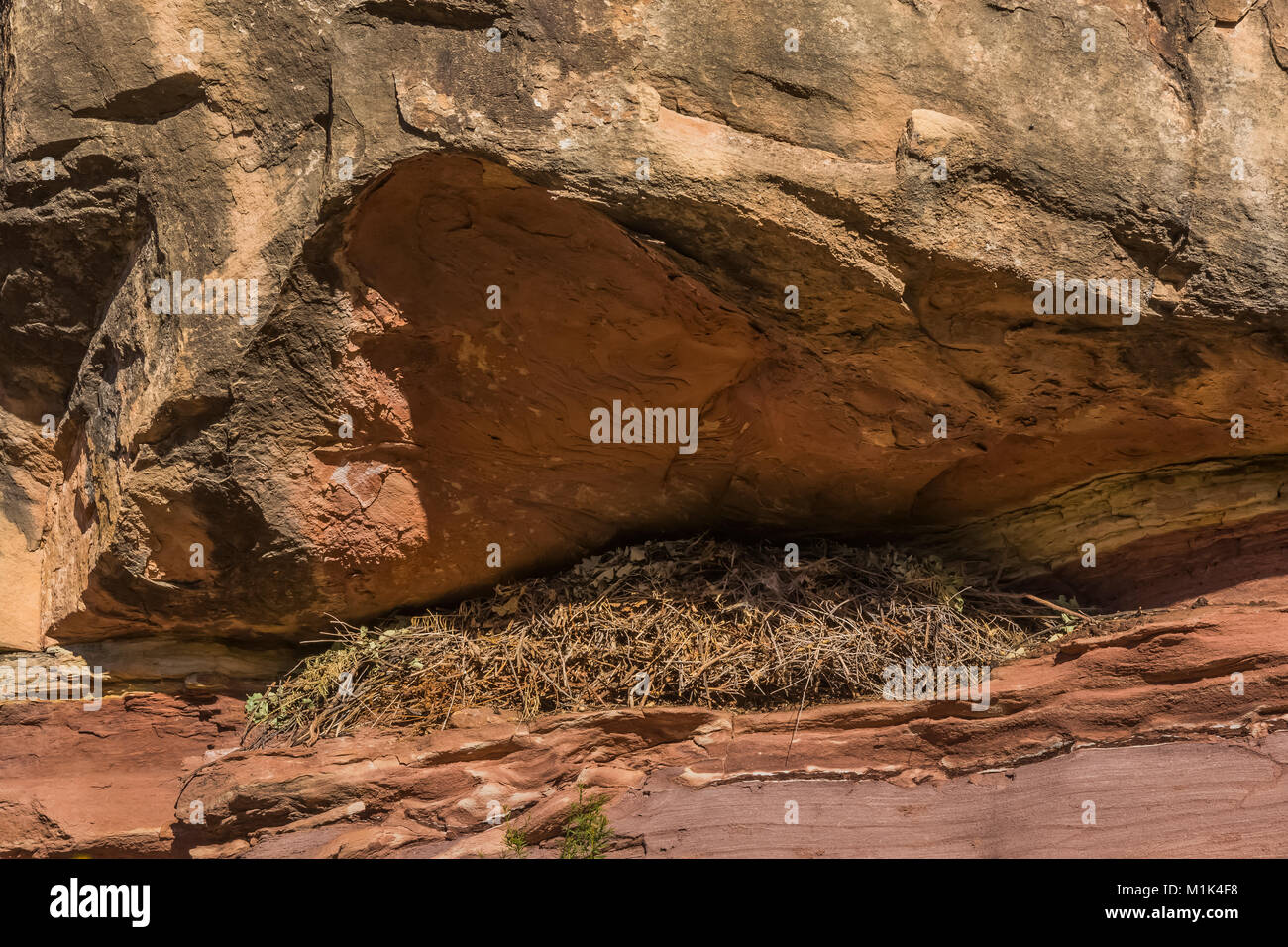 Wood Rat, Neotoma spp., aka Packrat, midden on a cliff wall in Salt ...