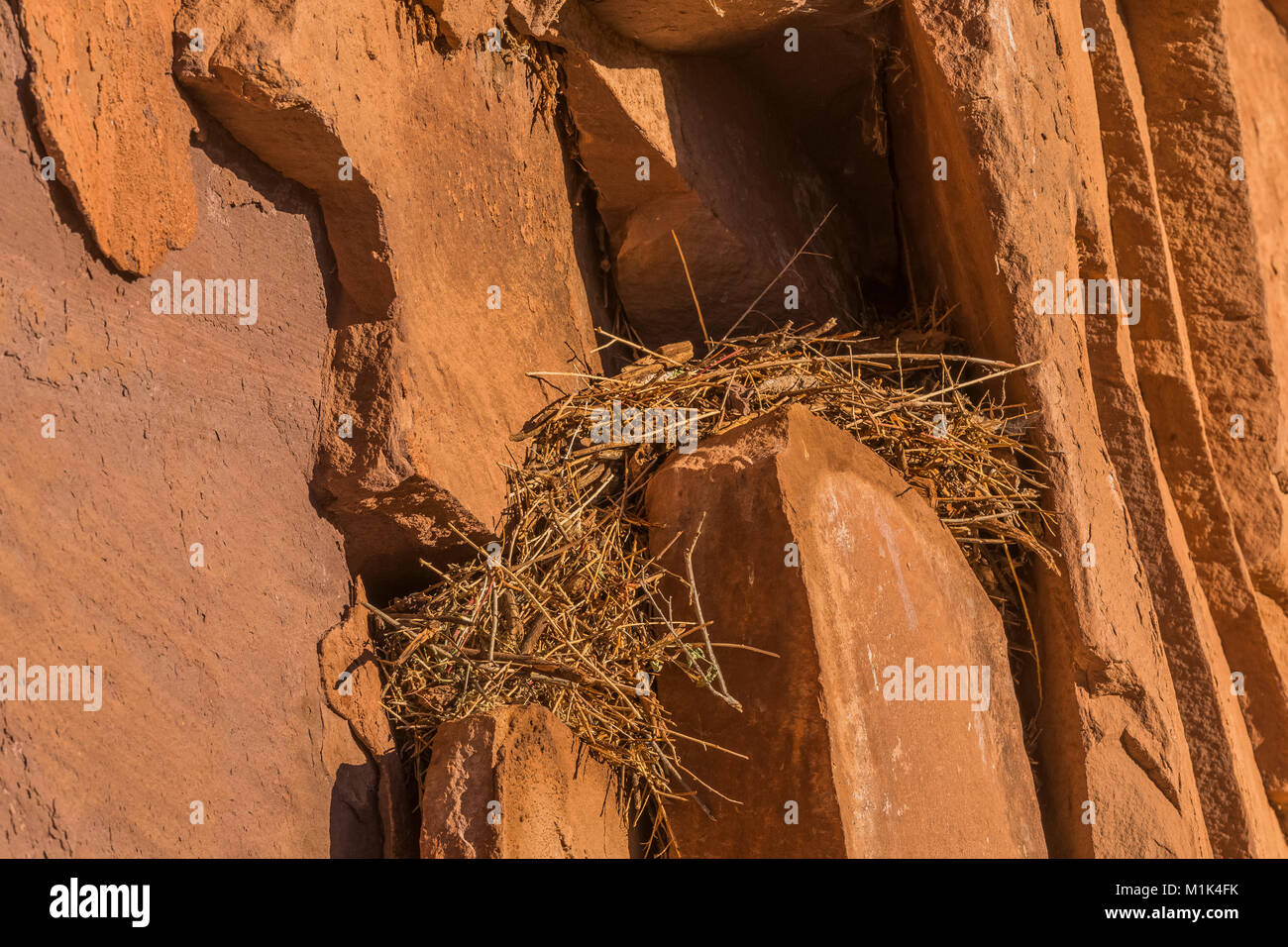 Woodrat hi-res stock photography and images - Alamy