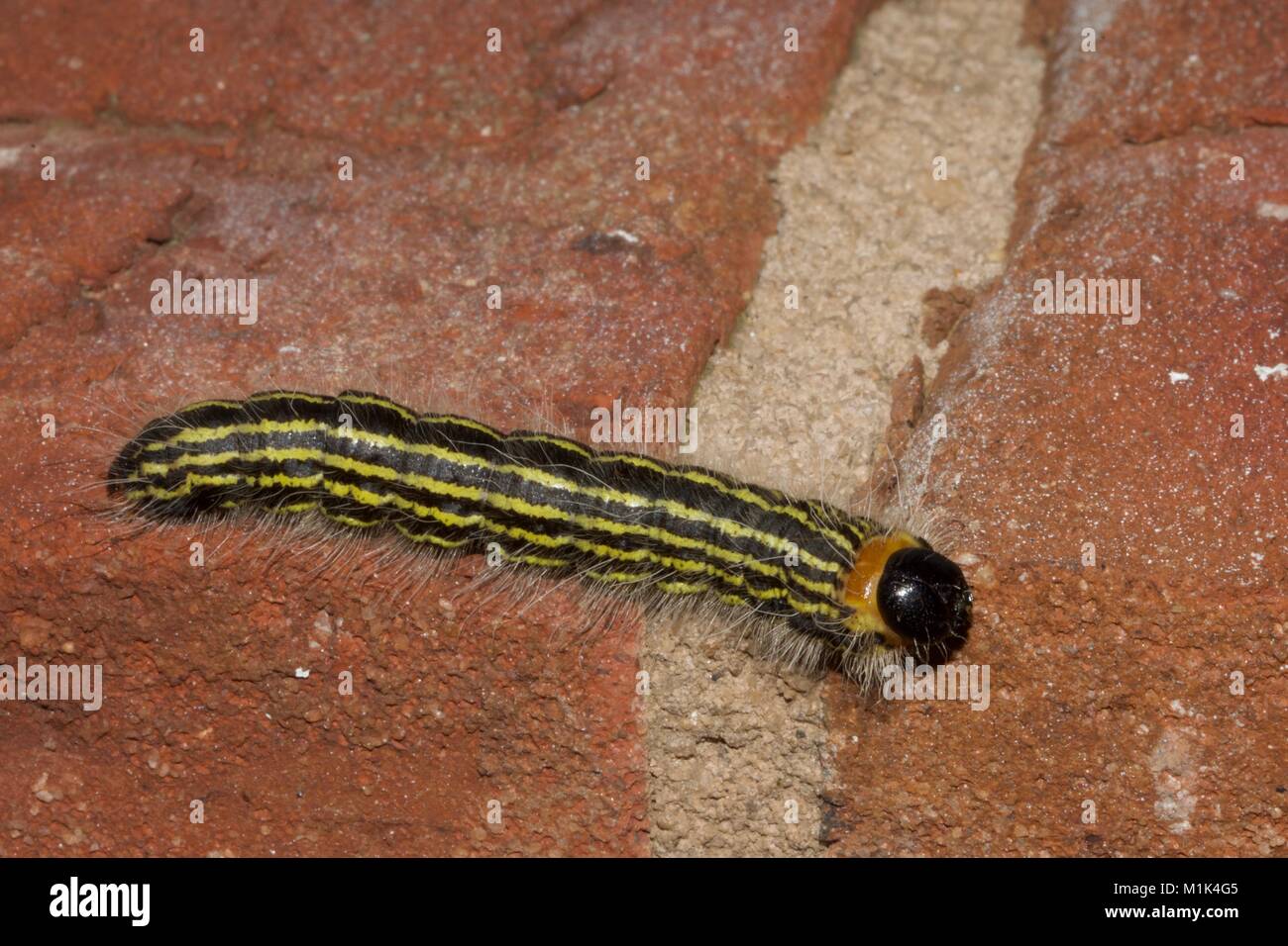 Datana contracta hi-res stock photography and images - Alamy