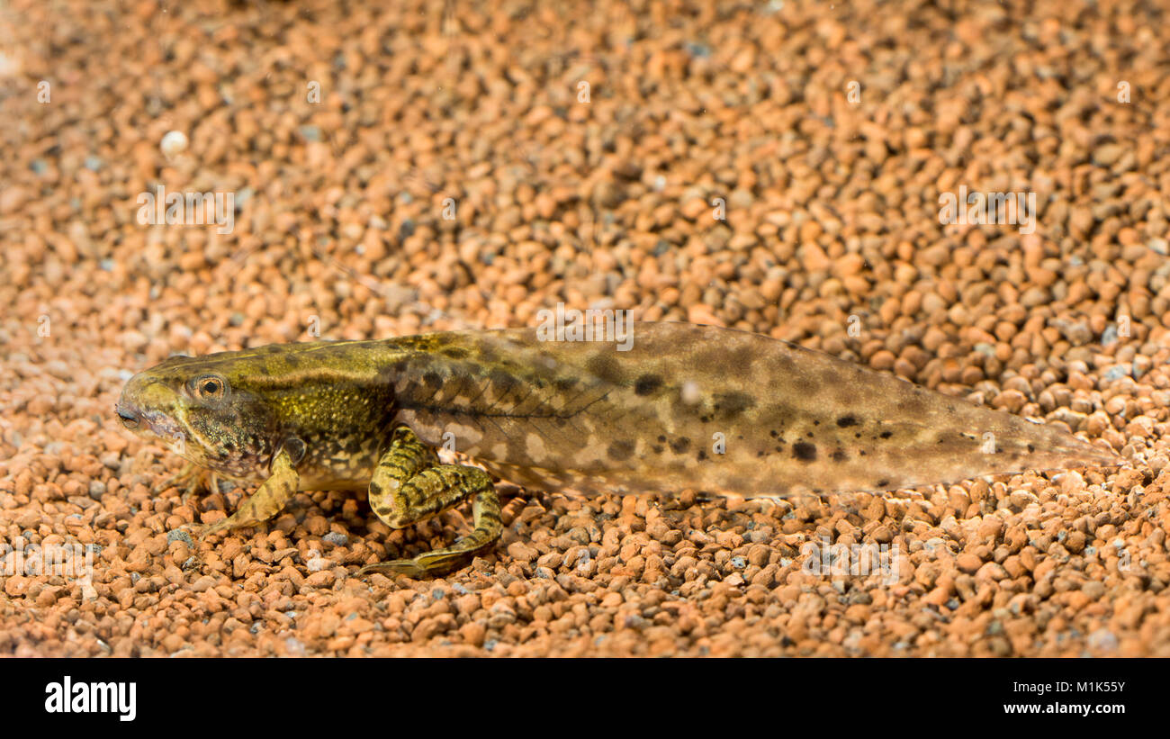 Common spadefoot (Pelobates fuscus), larva, tadpole, Austria Stock ...