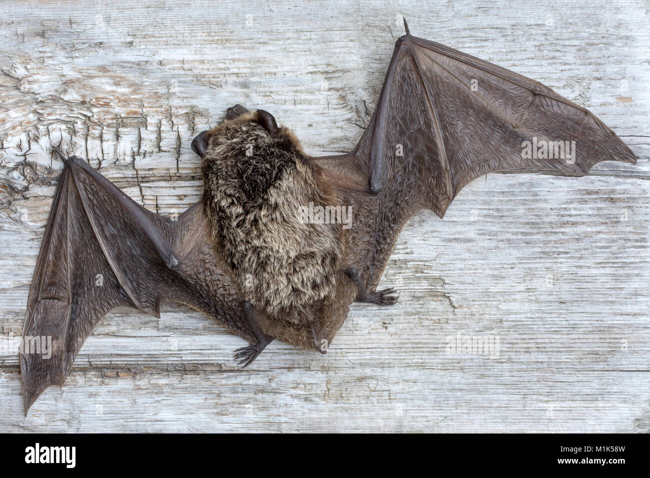 Microbat High Resolution Stock Photography and Images - Alamy