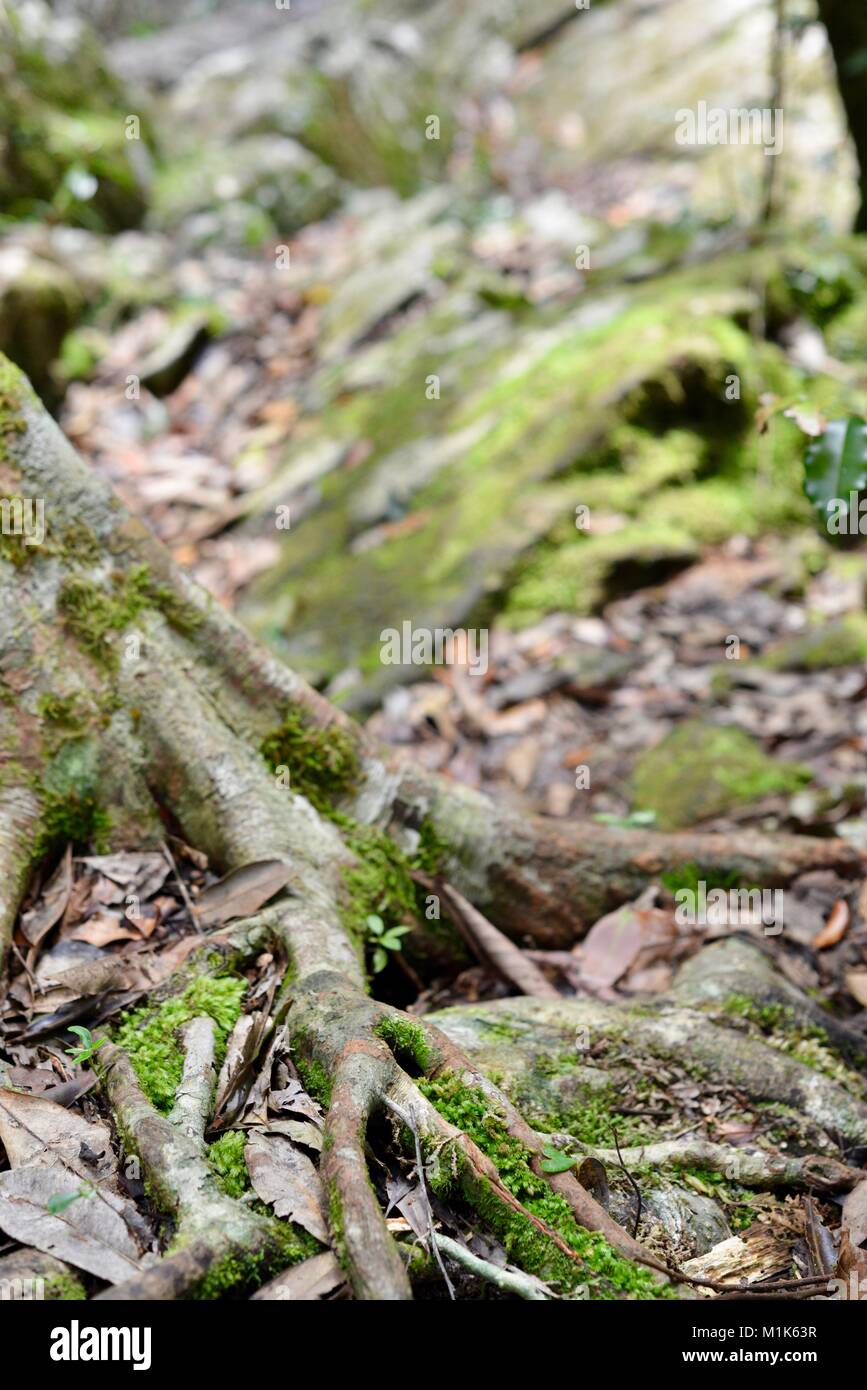Tree roots growing through the rocks and thick leaf litter, Paluma ...