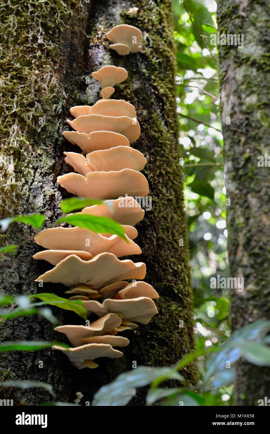 Fungus in a tropical rainforest, Paluma, Queensland, Australia Stock ...