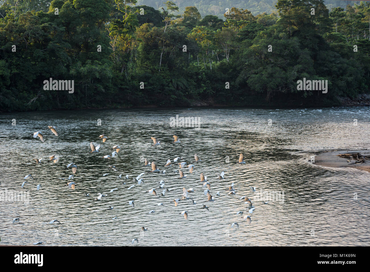 Amazonian rainforest. Misahualli River. Napo province, Ecuador Stock ...