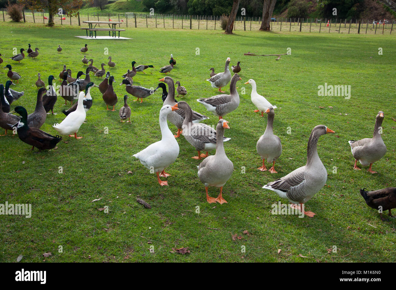Flock Of Geese Stock Photo - Alamy