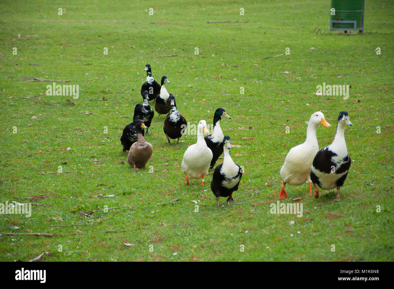 Geese And Ducks Stock Photo - Alamy