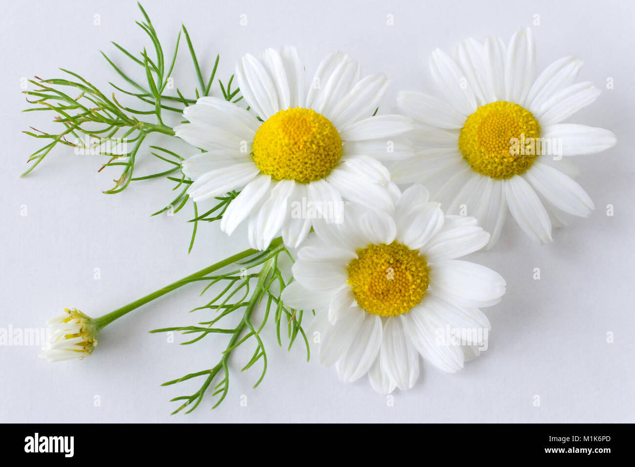 White matricaria flowers on hi-res stock photography and images - Alamy