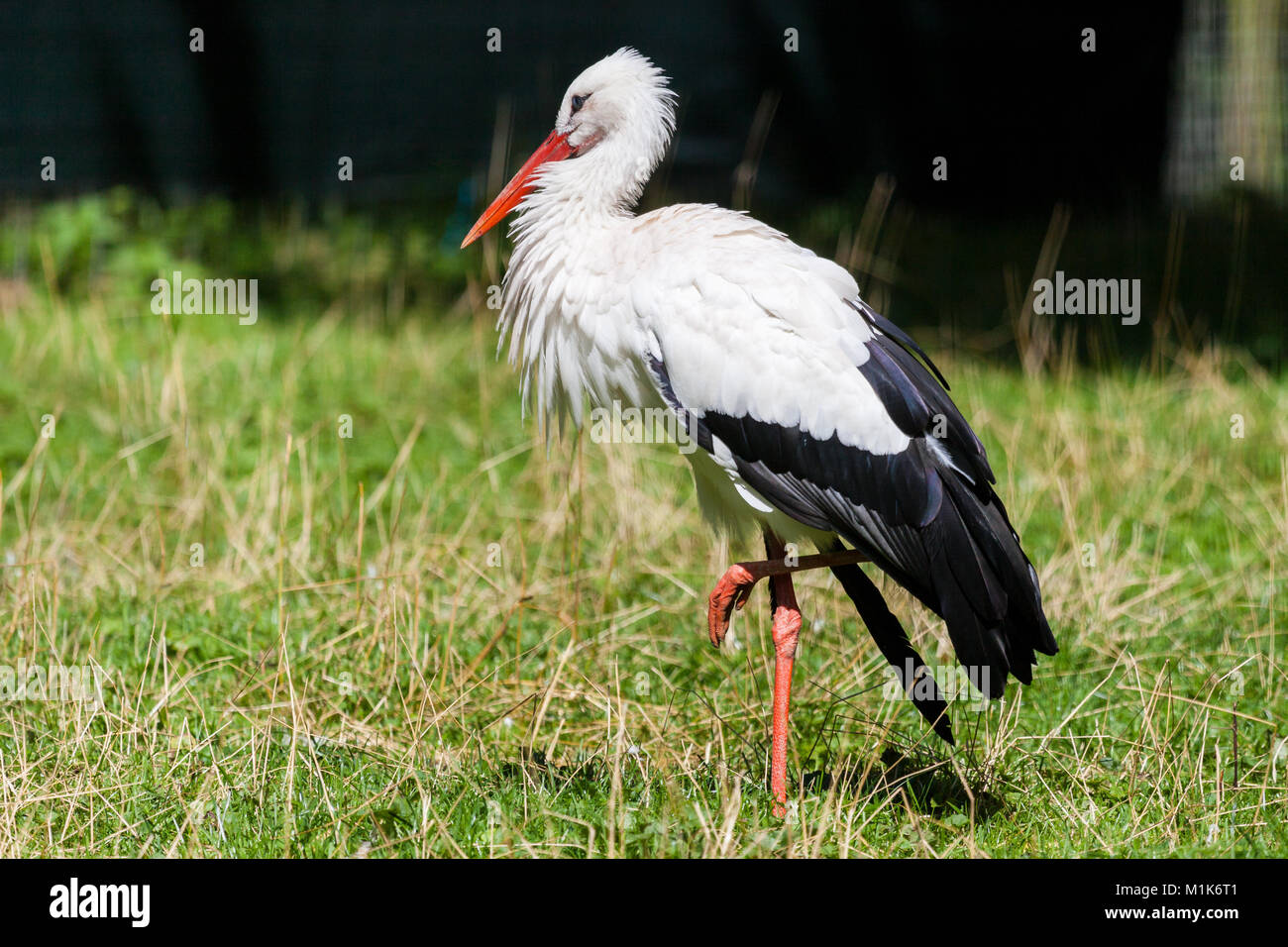 a german stork stands on green gras Stock Photo - Alamy