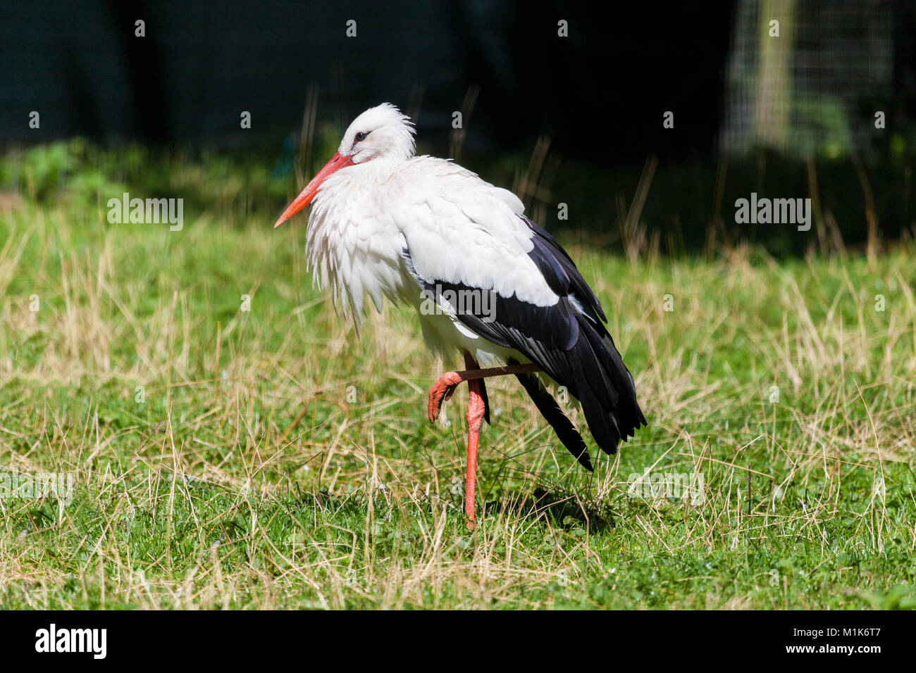 Stork stands hi-res stock photography and images - Alamy