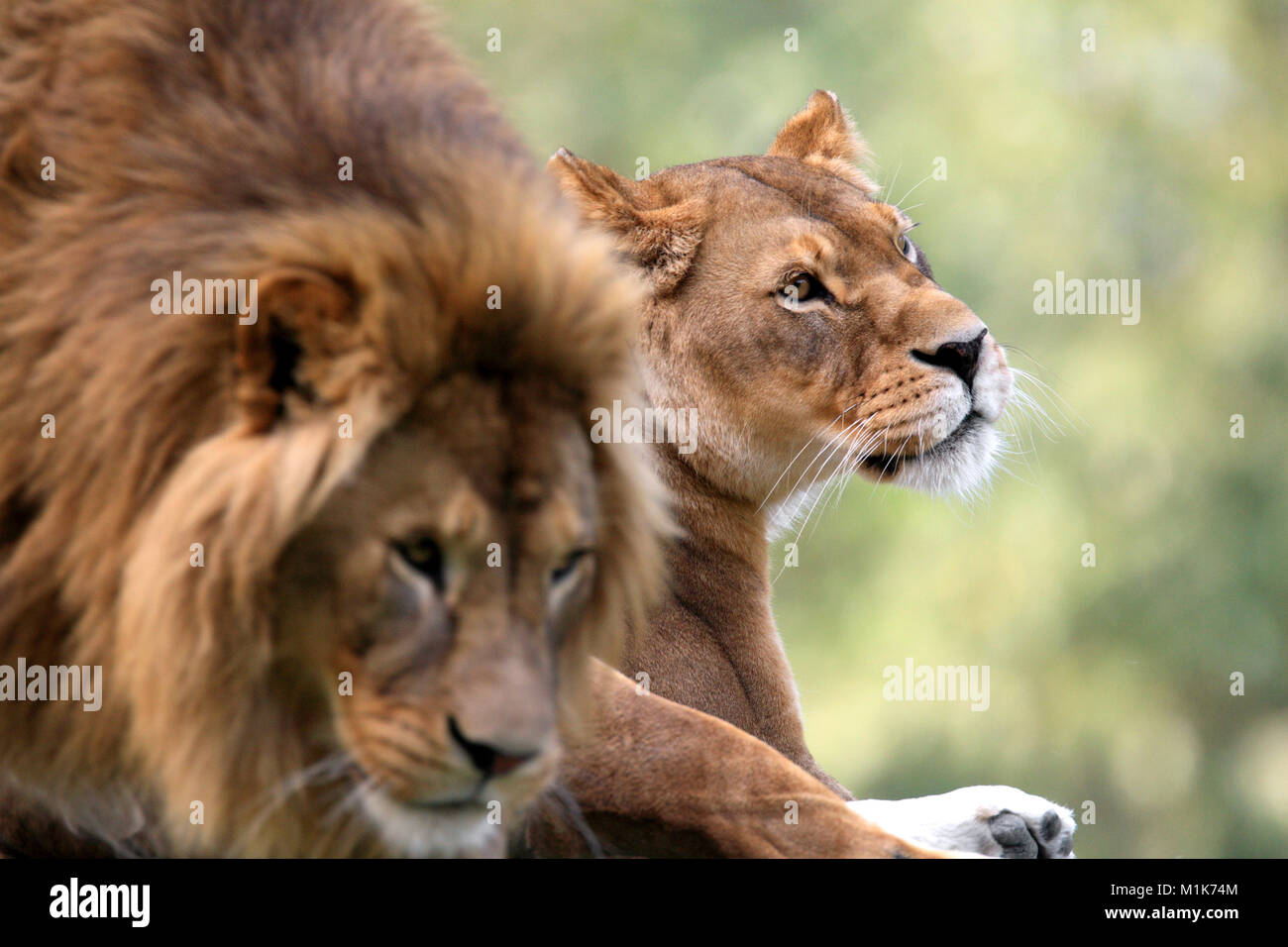 Pair of adult Lions in zoological garden Stock Photo - Alamy