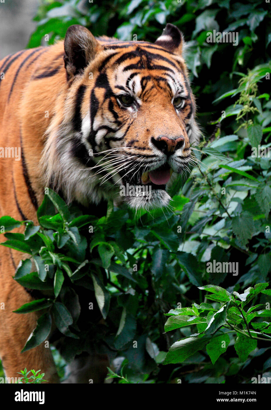 Single Sumatran Tiger in zoological garden Stock Photo - Alamy