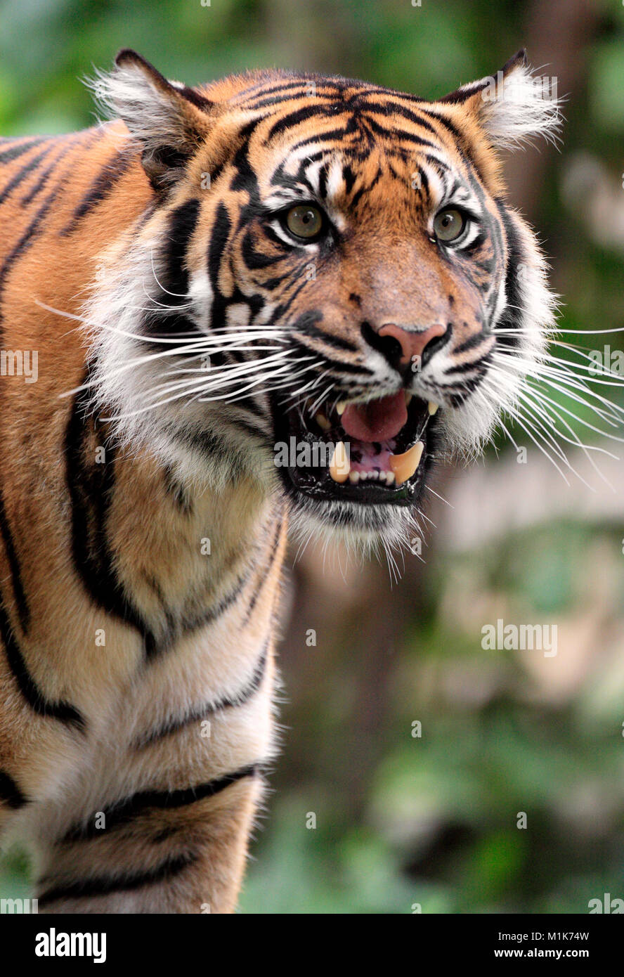 Single Sumatran Tiger in zoological garden Stock Photo - Alamy