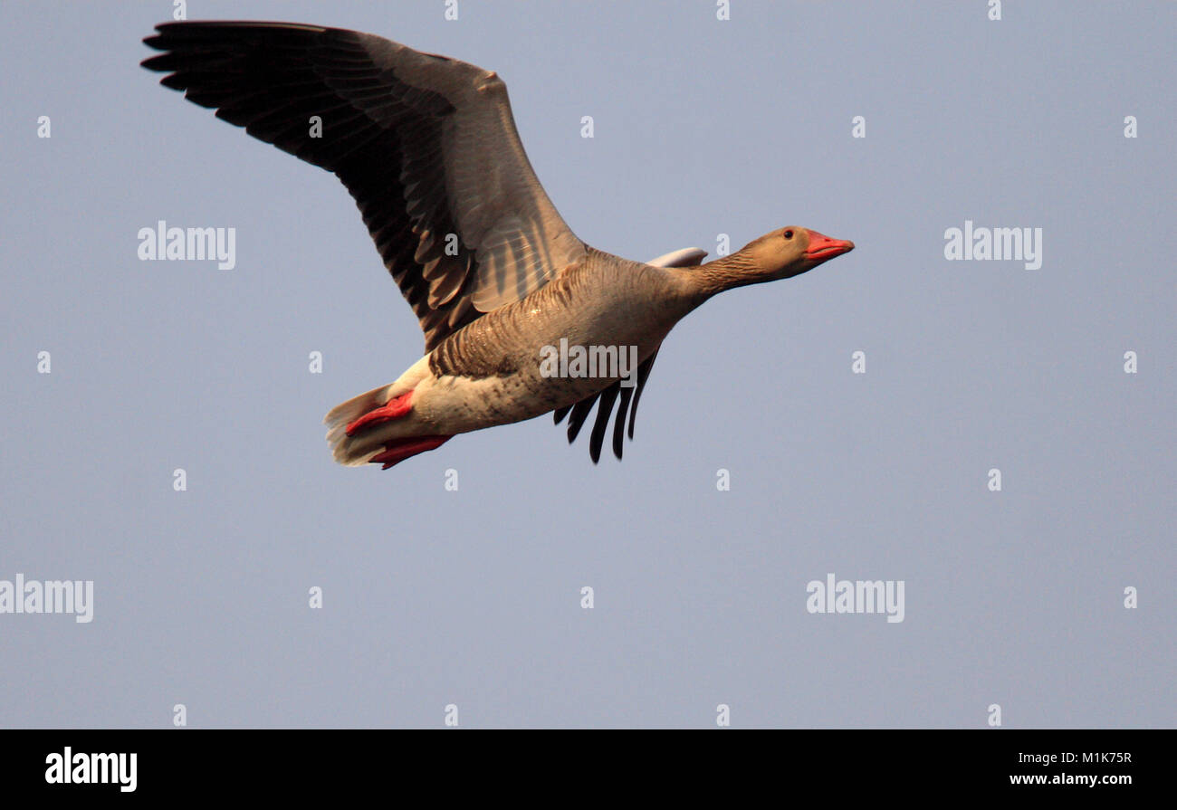 Single Greylag Goose in flight over grassy wetlands during a spring ...