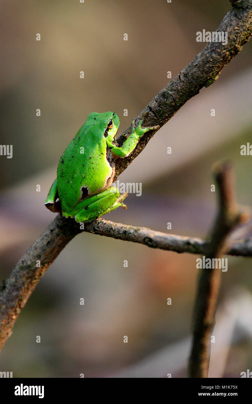 Single Common Tree Frog known also as European Tree Frog resting on a ...