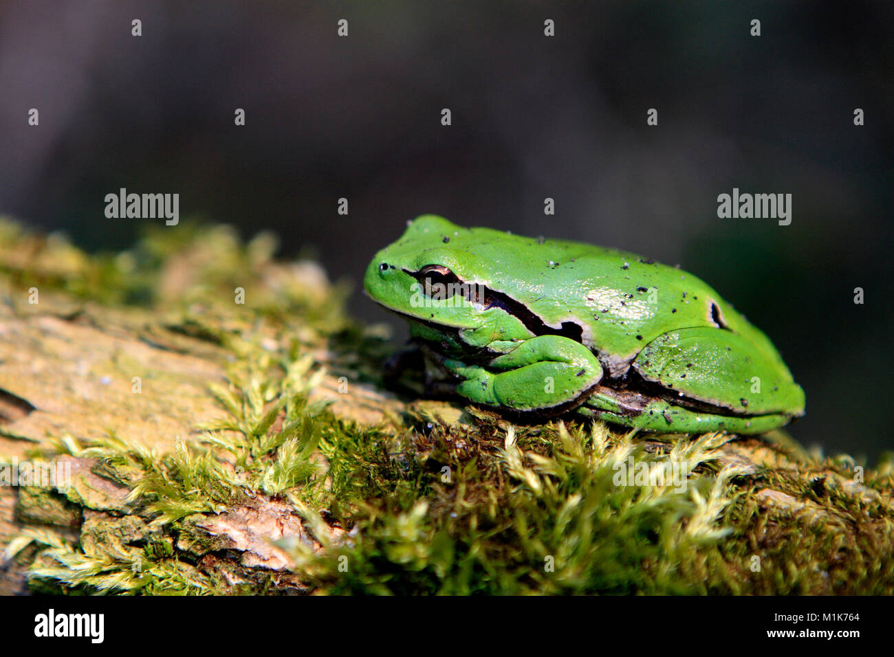 Single Common Tree Frog known also as European Tree Frog resting on a ...