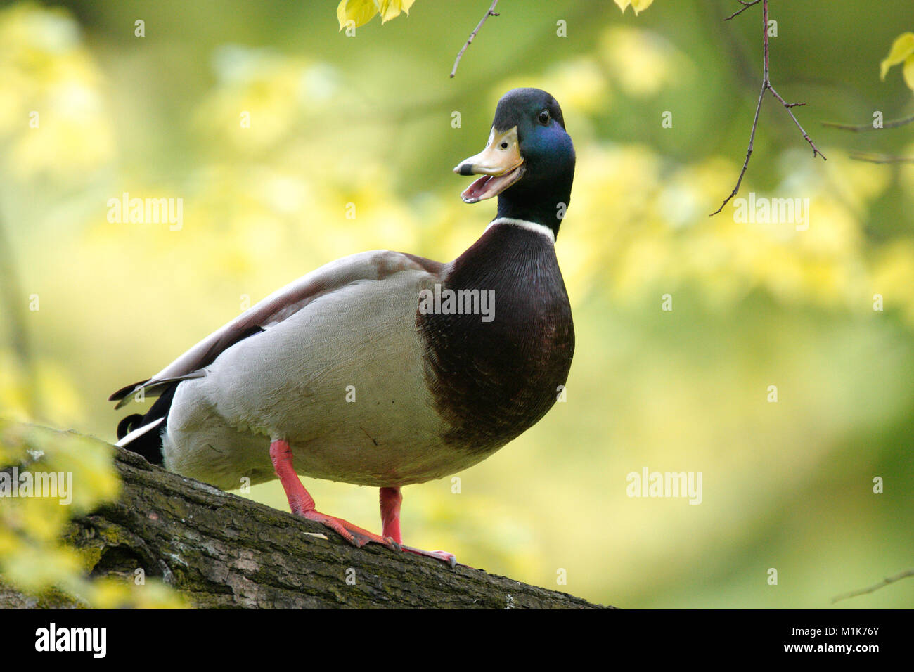 Single male Mallard Duck bird on a tree branch during a spring nesting ...