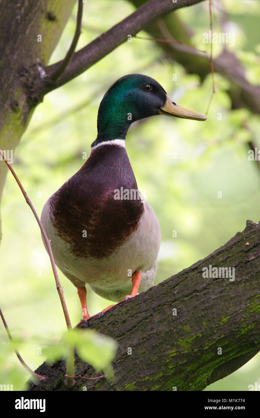 Single male Mallard Duck bird on a tree branch during a spring nesting ...