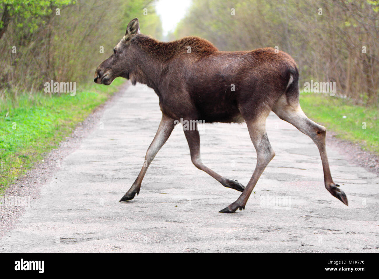 Klempa hi-res stock photography and images - Alamy