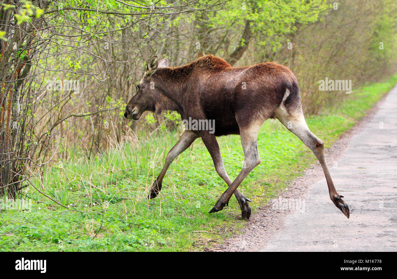 Klempa hi-res stock photography and images - Alamy
