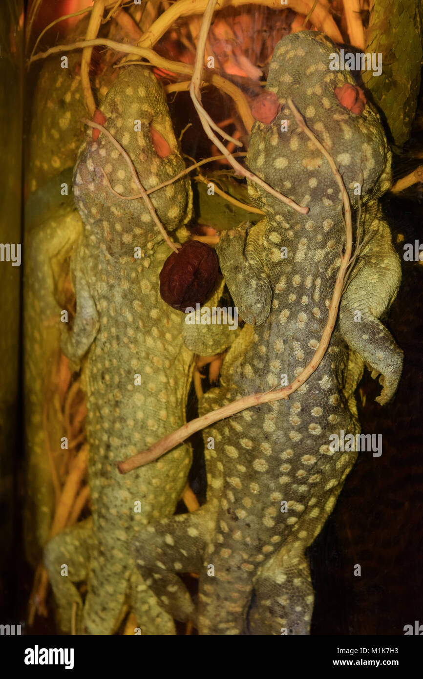 Geckos in alcohol jar. Animals held in jars with alcohol, ginger and ...