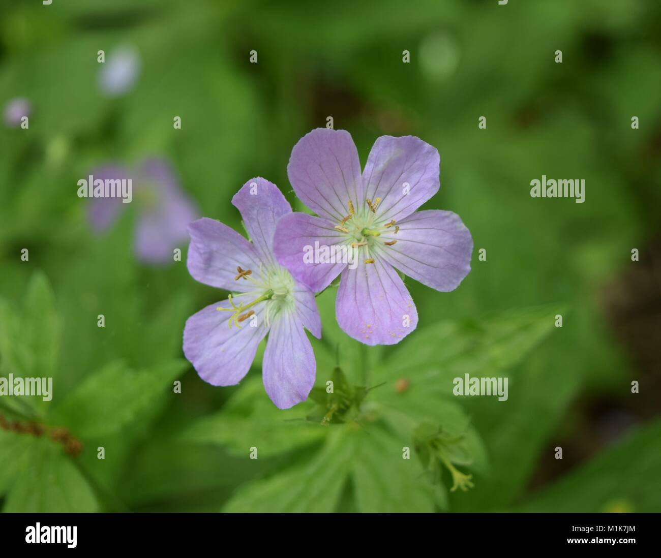 Little Purple Geranium Stock Photo - Alamy