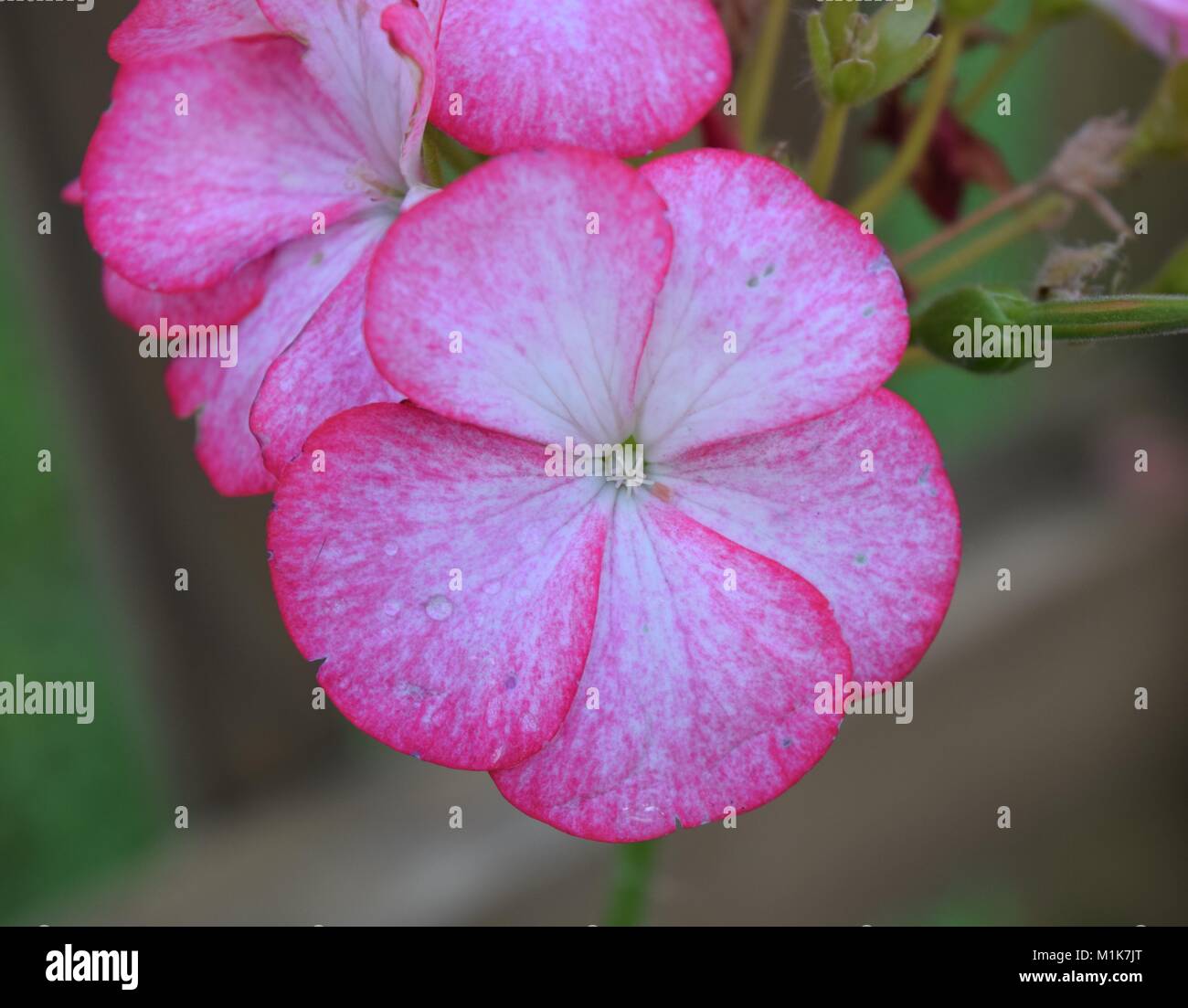 Sharp Pink Hydrangea Stock Photo - Alamy