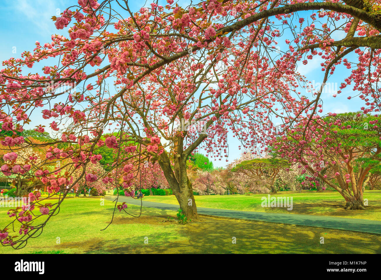 Shinjuku Gyoen in Tokyo Stock Photo - Alamy