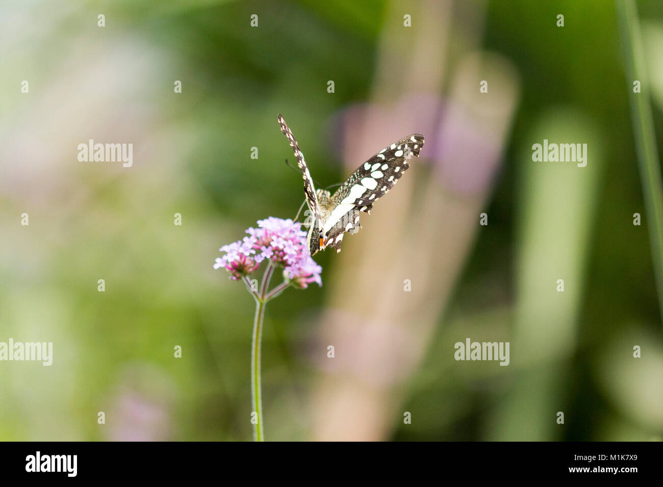 Lime Swallowtail Butterfly Feeding High Resolution Stock Photography ...