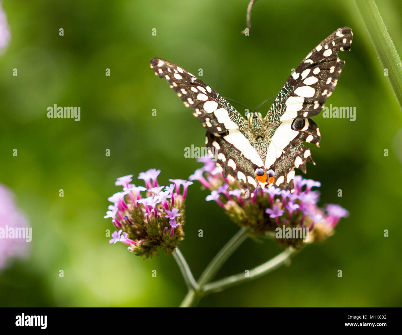 Lime Swallowtail Butterfly Feeding High Resolution Stock Photography ...