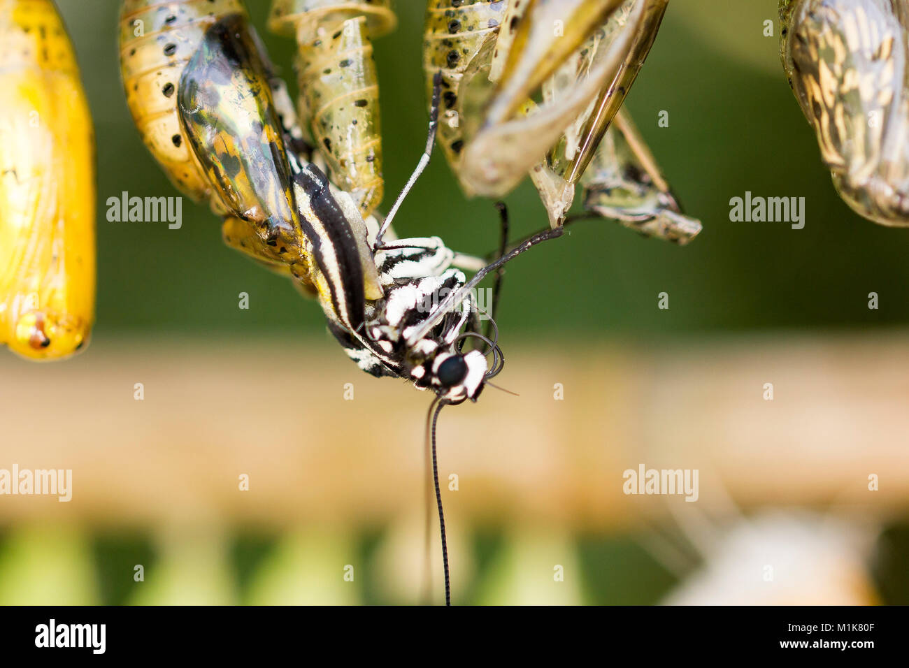 Malabar Tree Nymph Butterfly High Resolution Stock Photography and ...