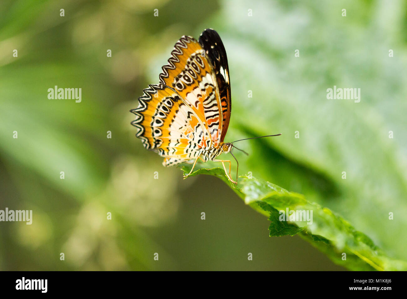 Leopard Lacewing Butterfly High Resolution Stock Photography and Images ...