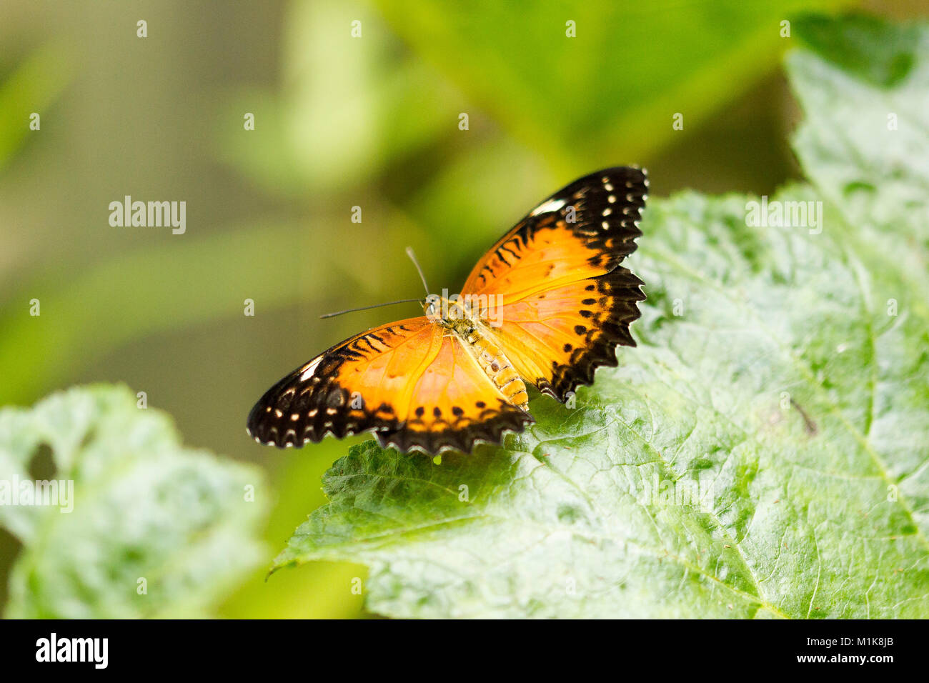 Leopard Lacewing Butterfly High Resolution Stock Photography and Images ...