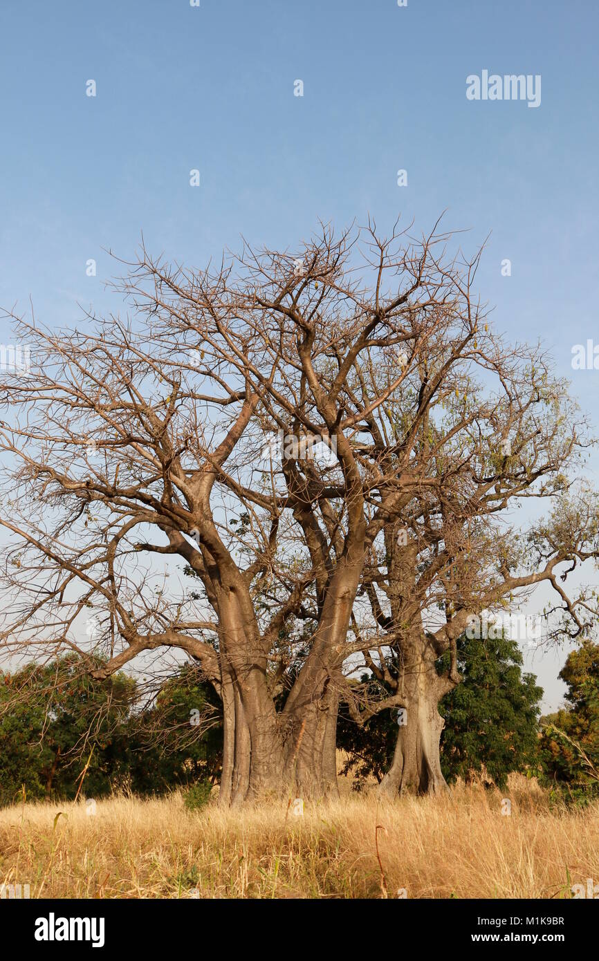 Beautiful environment in the north of Benin Stock Photo - Alamy