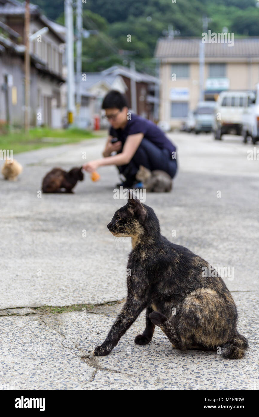 Cats on Manabeshima Island, Seto Inland Sea, Japan Stock Photo - Alamy