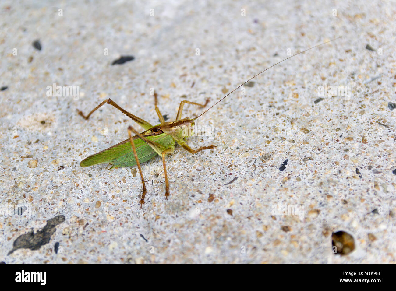 Grasshopper; Manabeshima Island, Japan Stock Photo - Alamy