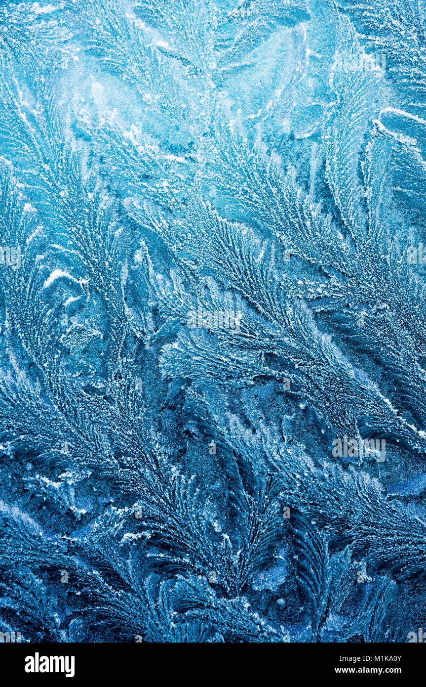 Iceflowers, frozen.The ice-cold frost forms ice crystals in beautiful ...