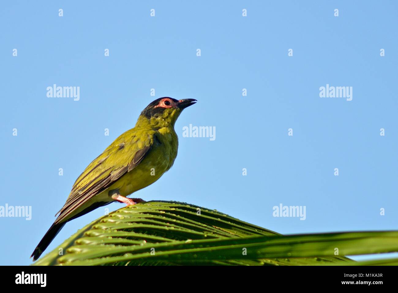 North eastern australia figbird subspecies hi-res stock photography and ...