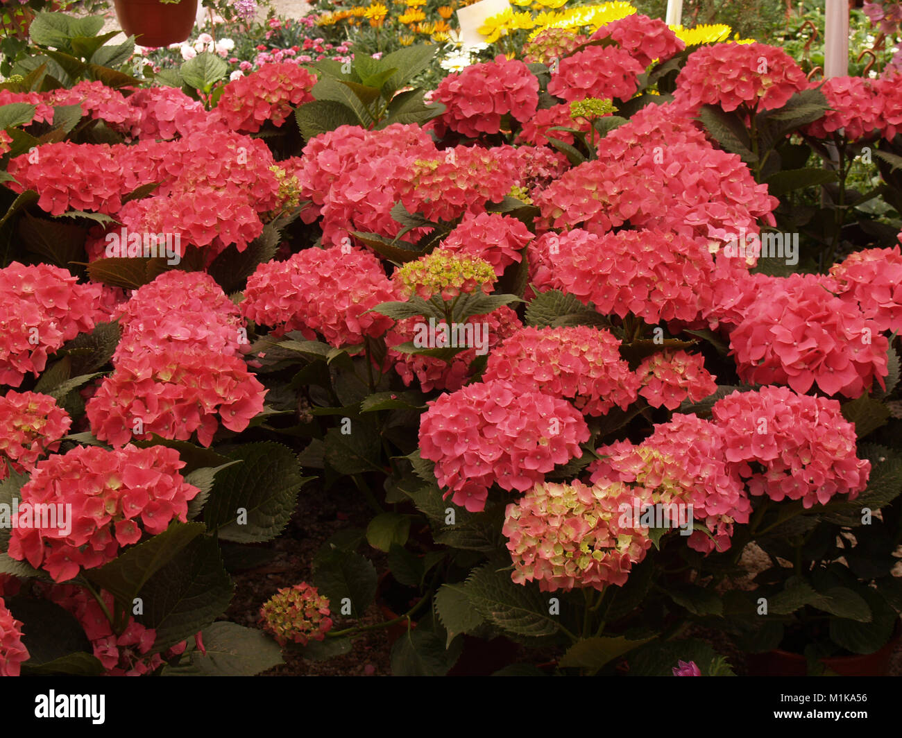 A lot of red flowers Stock Photo - Alamy