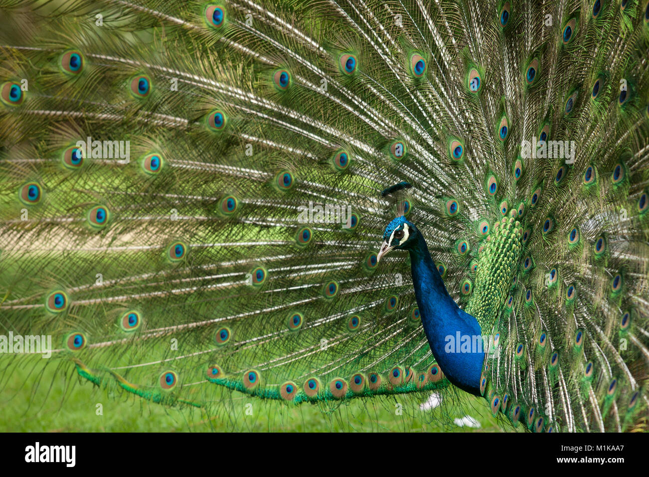 Germany, peacock, common peafowl (lat. Pavo cristatus) displaying tail ...